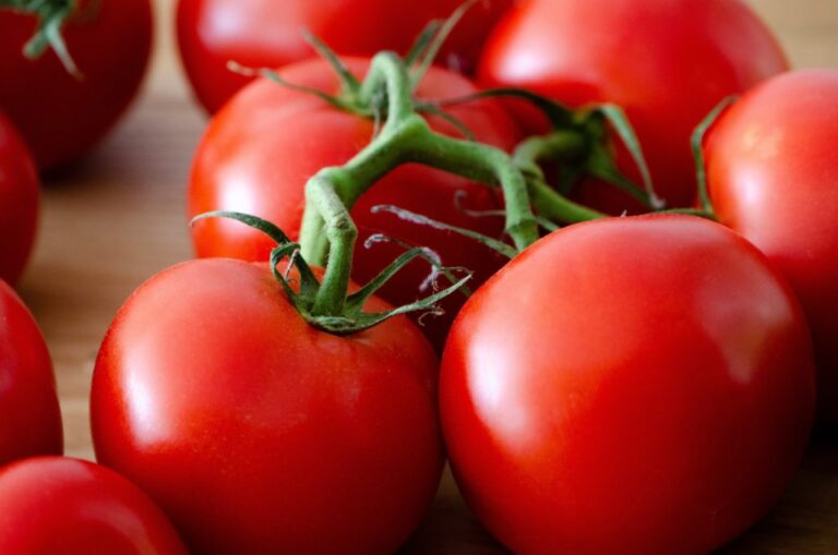 Production de tomate : l’UE dépendra davantage du Maroc - Le ...